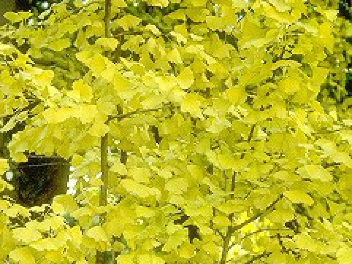 Gingko Biloba - Raraflora